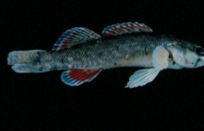 "E. whipplei artesiae - Redfin Darter" by Roger W. Barbour