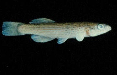 "Fundulus catenatus - Northern Studfish" by Roger W. Barbour