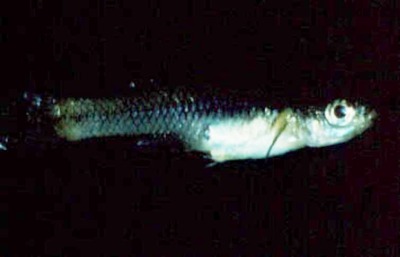 "Gambusia affinis - Western Mosquitofish" by Roger W. Barbour