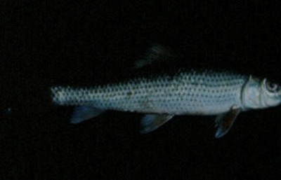 "Minytrema melanops - Spotted Sucker" by Roger W. Barbour