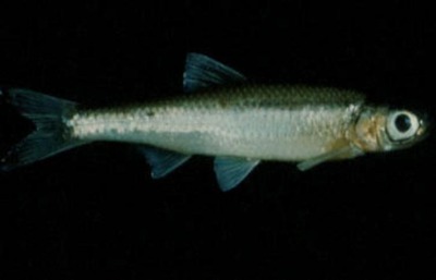 "Notropis ariommus - Popeye Shiner" by Roger W. Barbour