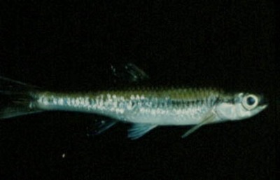 "Notropis heterolepis - Blacknose Shiner" by Roger W. Barbour