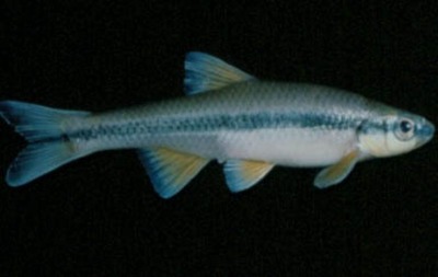 "Notropis lutipinnis - Yellowfin Shiner" by Roger W. Barbour