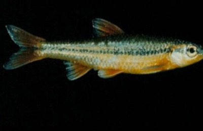 "Notropis rubellus - Rosyface Shiner" by Roger W. Barbour