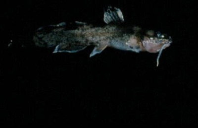 "Noturus miurus - Brindled Madtom" by Roger W. Barbour