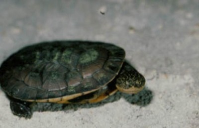 "Phrynops gibbus" by Roger W. Barbour