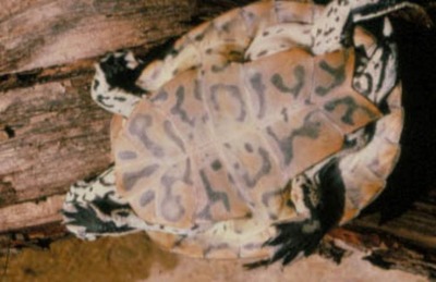 "Phrynops g. tuberosus" by Roger W. Barbour
