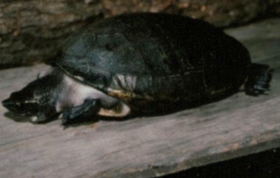 "Dermatemys mawii" by Roger W. Barbour