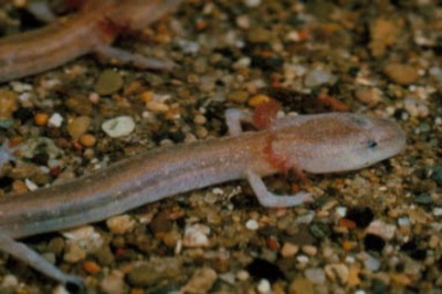 "Eurycea neotenes" by Roger W. Barbour