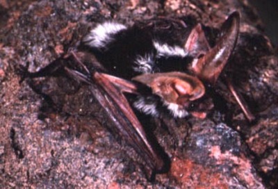"Euderma maculatum - Spotted Bat" by Roger W. Barbour