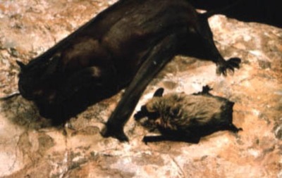 "Eumops perotis" by Roger W. Barbour