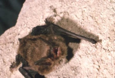"Myotis austroriparius - Southeastern Myotis" by Roger W. Barbour