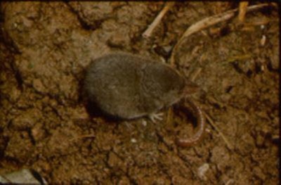 "Cryptotis parva - American least shrew" by Roger W. Barbour
