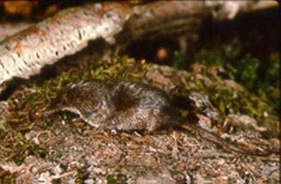 "Sorex cinereus - Masked or cinereus shrew" by Roger W. Barbour