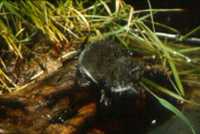 "Sorex palustris - American water shrew" by Roger W. Barbour