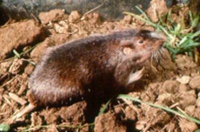 "Geomys bursarius - Plains pocket gopher" by Roger W. Barbour