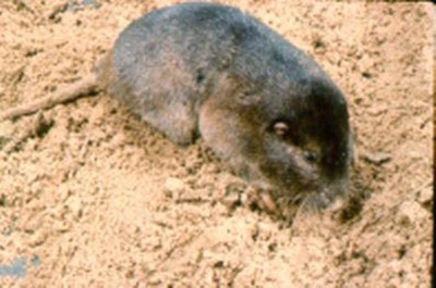 "Geomys pinetis - Southeastern pocket gopher" by Roger W. Barbour