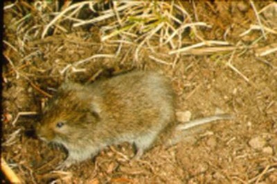 "Microtus montanus" by Roger W. Barbour