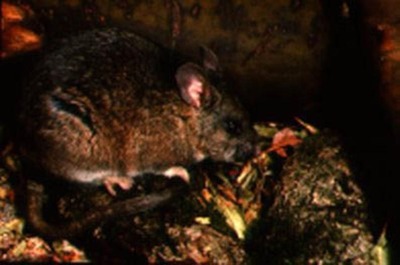 "Neotoma fuscipes" by Roger W. Barbour