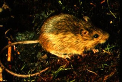 "Zapus princeps" by Roger W. Barbour